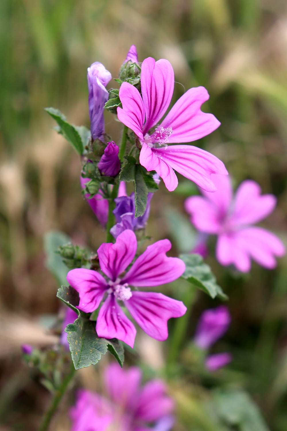 Common Mallow – FRANKIE | WILDFLOWERS | MORE